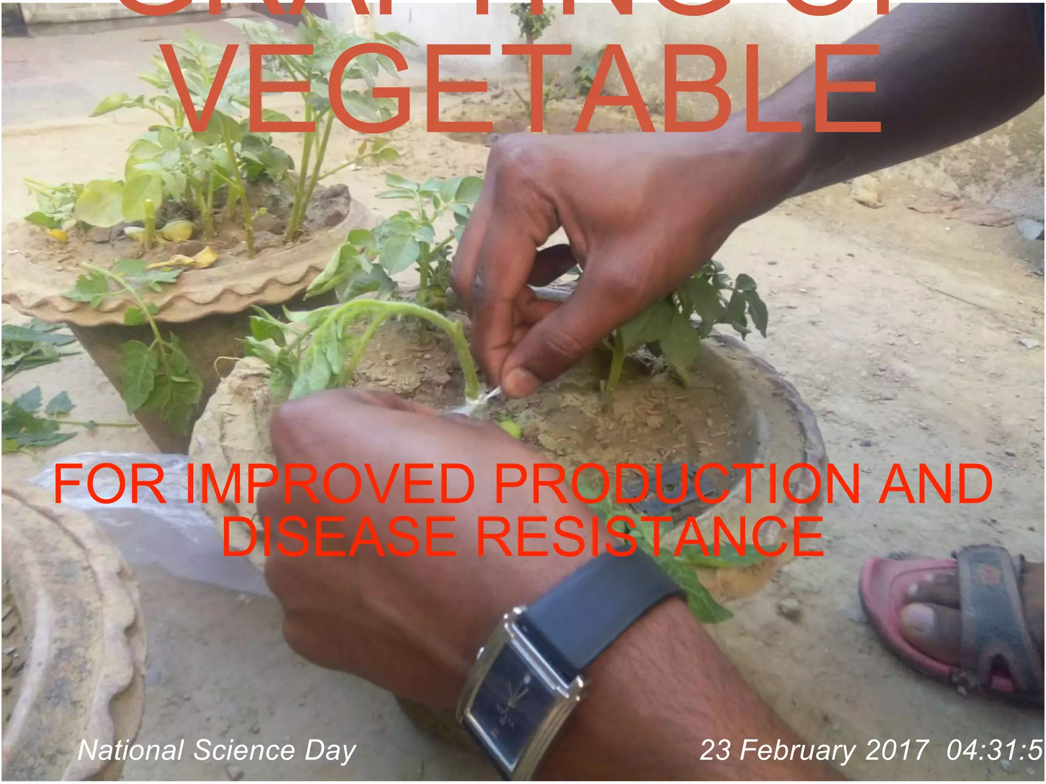Grafting in Vegetable Crops | PPTX