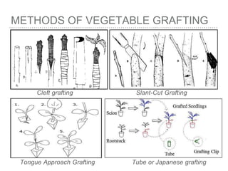 Grafting in Vegetable Crops | PPTX