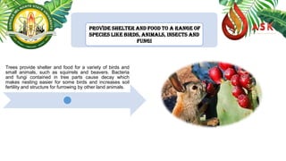 "Influence of Trees to Biodiversity" | PDF