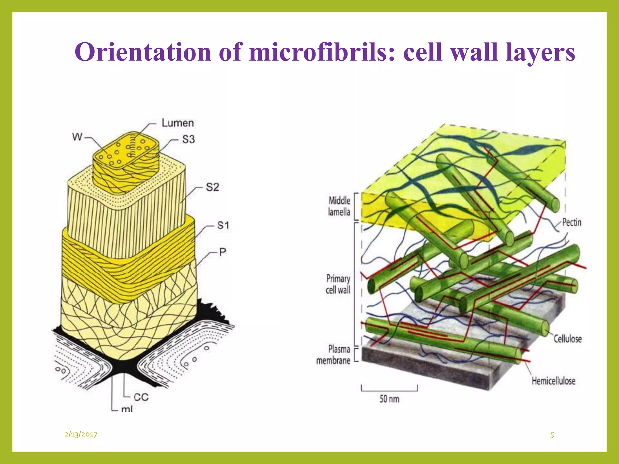 Anisotropic nature of wood | PPTX