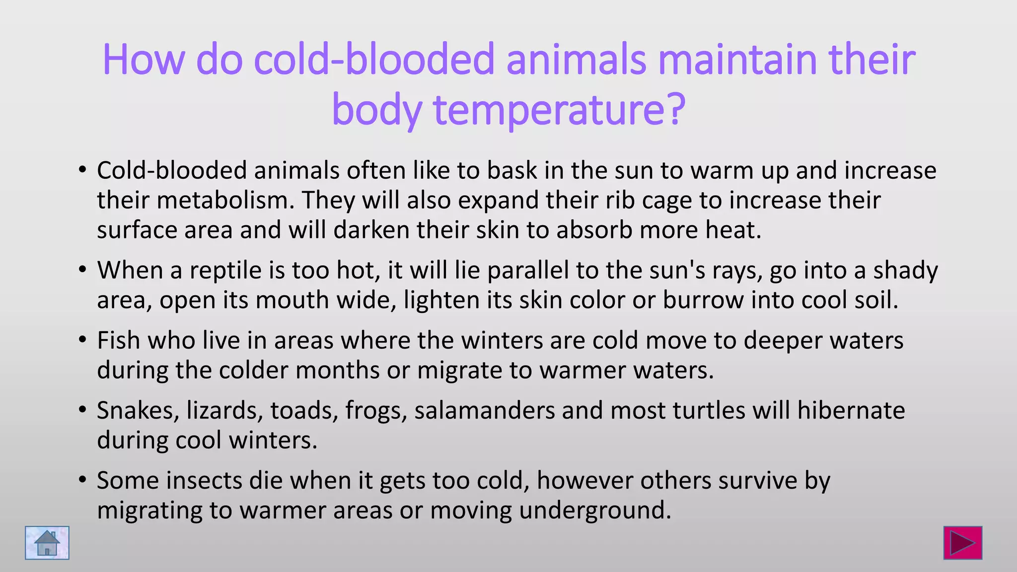 Warm-blooded and Cold-blooded Animals | PPTX