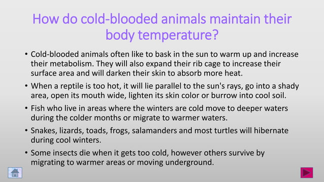 Warm-blooded and Cold-blooded Animals | PPTX | Reptiles | Pets