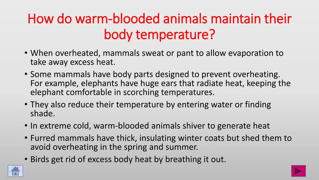 Warm-blooded and Cold-blooded Animals | PPTX | Reptiles | Pets