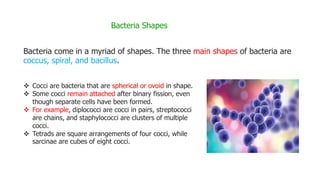 BACTERIA/EUBACTERIA (Microbiology) | PPT