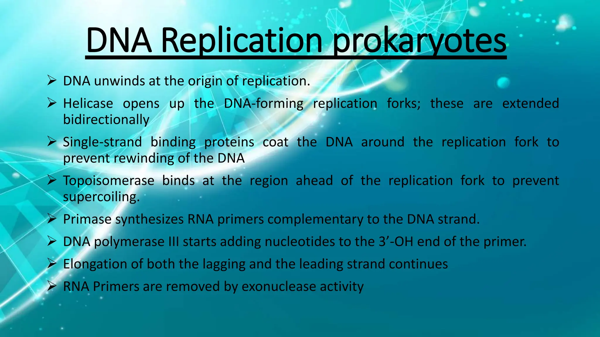 Dna Replication In Prokaryotes Initiation Elongation And Termination