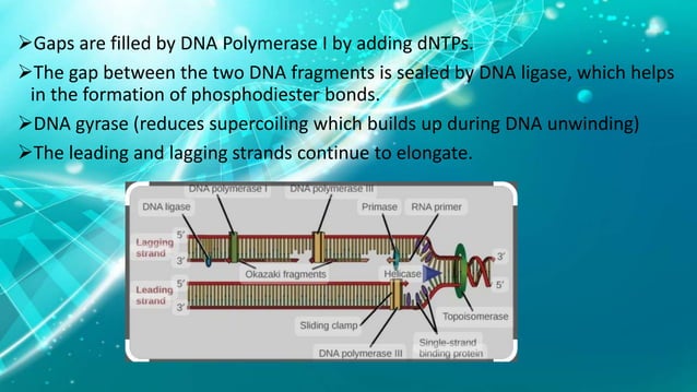 DNA REPLICATION IN PROKARYOTES INITIATION ELONGATION AND TERMINATION ...