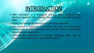 DNA REPLICATION IN PROKARYOTES INITIATION ELONGATION AND TERMINATION | PPTX