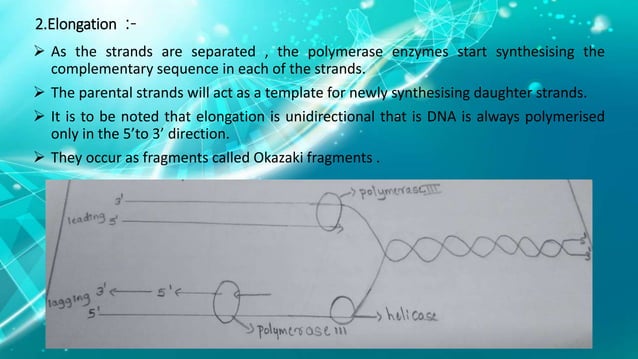 DNA REPLICATION IN PROKARYOTES INITIATION ELONGATION AND TERMINATION ...