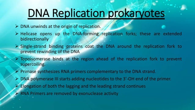 DNA REPLICATION IN PROKARYOTES INITIATION ELONGATION AND TERMINATION ...