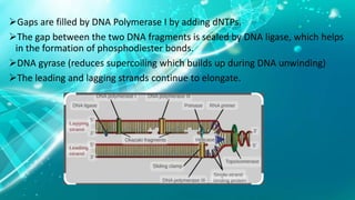 DNA REPLICATION IN PROKARYOTES INITIATION ELONGATION AND TERMINATION | PPT