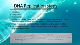 DNA REPLICATION IN PROKARYOTES INITIATION ELONGATION AND TERMINATION | PPT