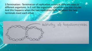 DNA REPLICATION IN PROKARYOTES INITIATION ELONGATION AND TERMINATION | PPT
