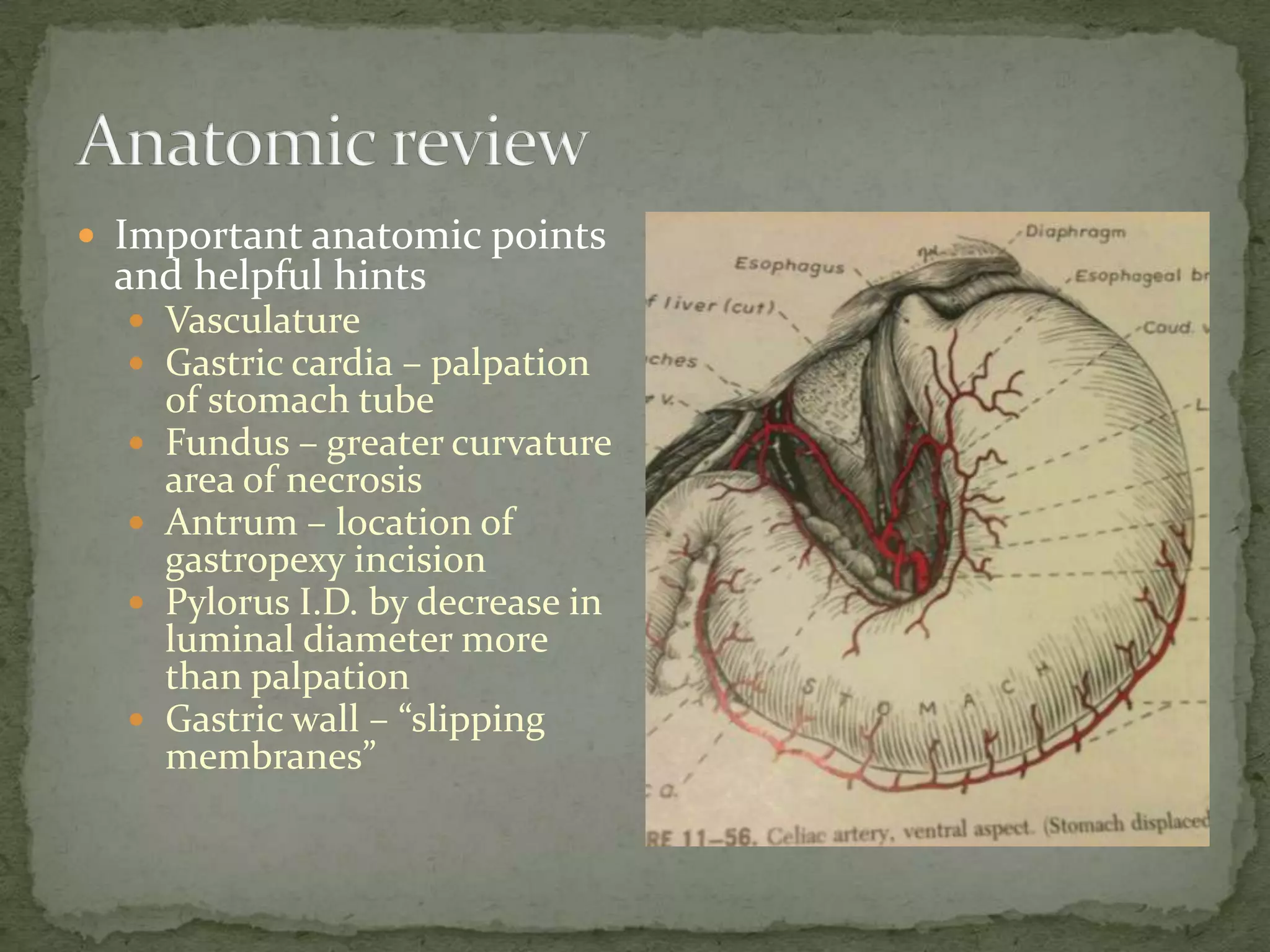 Gastrointestinal Veterinary Talk, Part 2 | PPTX