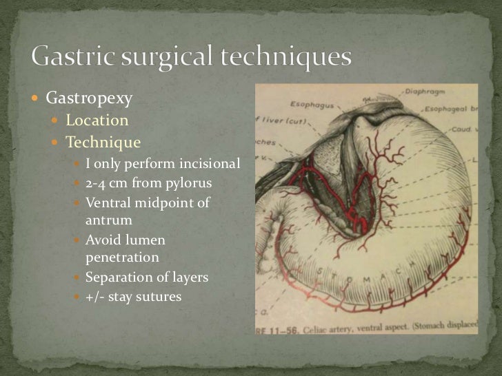 Gastrointestinal Veterinary Talk, Part 2