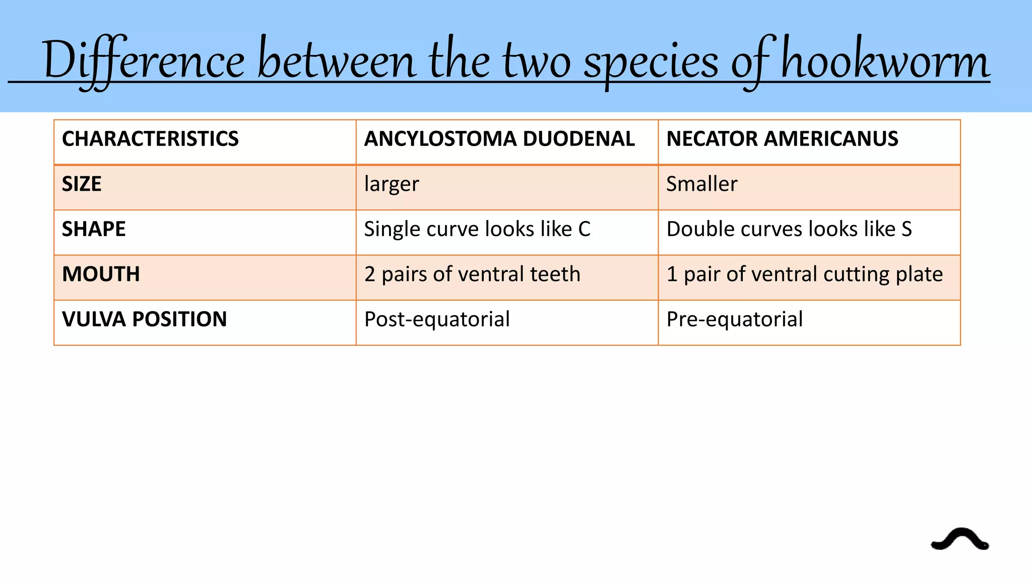 hookworm infection | PPTX