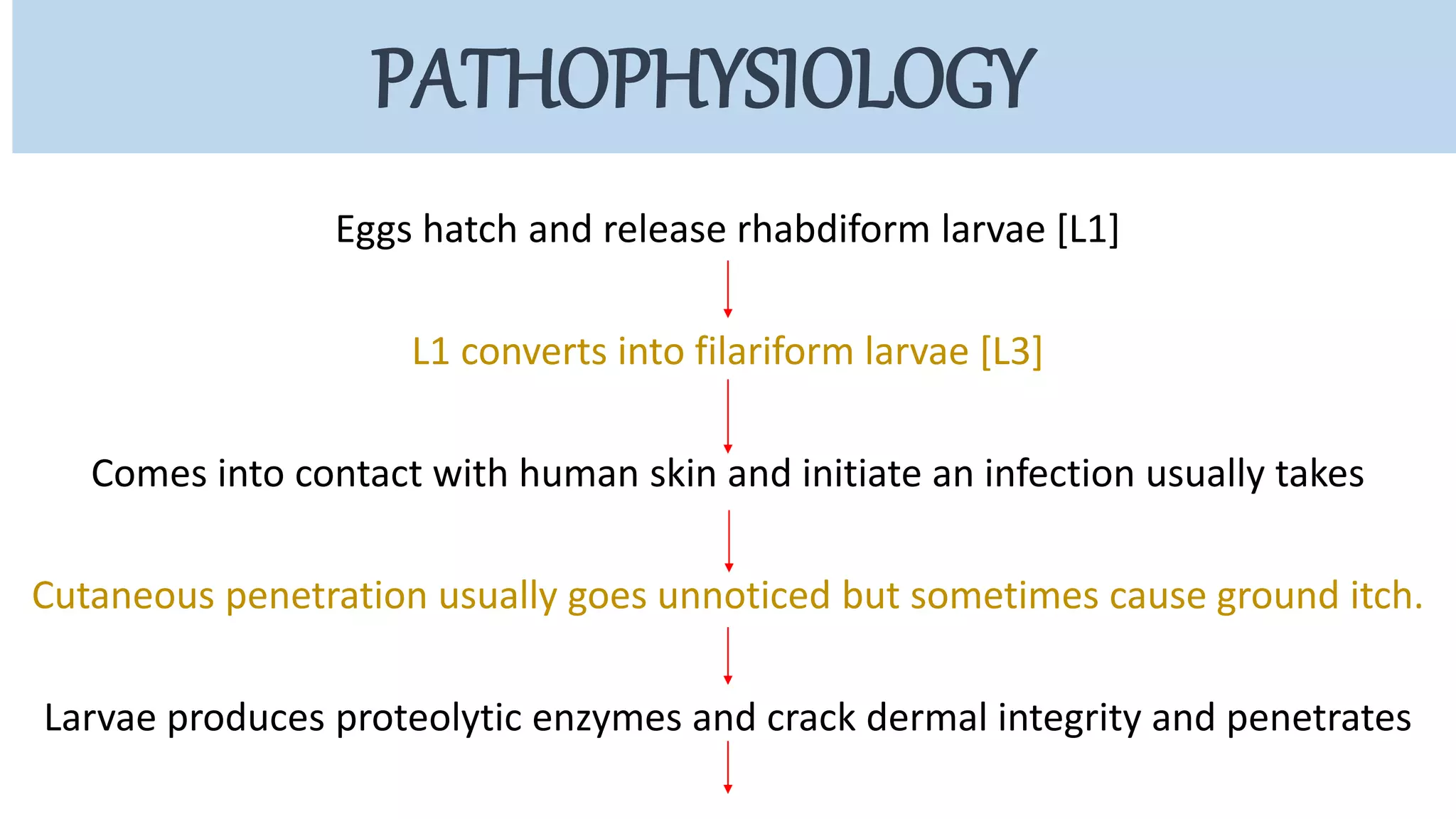 Hookworm Infection Pptx