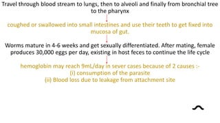 hookworm infection | PPTX