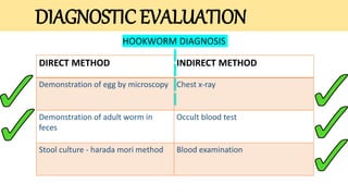 hookworm infection | PPTX
