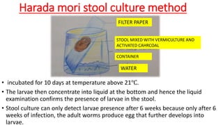 hookworm infection | PPTX