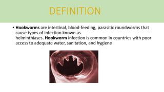 hookworm infection | PPTX