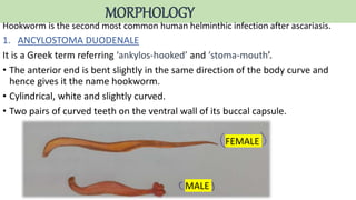 hookworm infection | PPTX