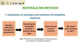 Isolation and Identification of Nitrilase and Laccase Producing Halophilic Bacteria from ...