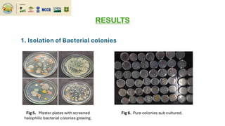 Isolation and Identification of Nitrilase and Laccase Producing ...