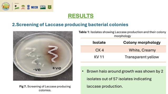 Isolation and Identification of Nitrilase and Laccase Producing Halophilic Bacteria from ...