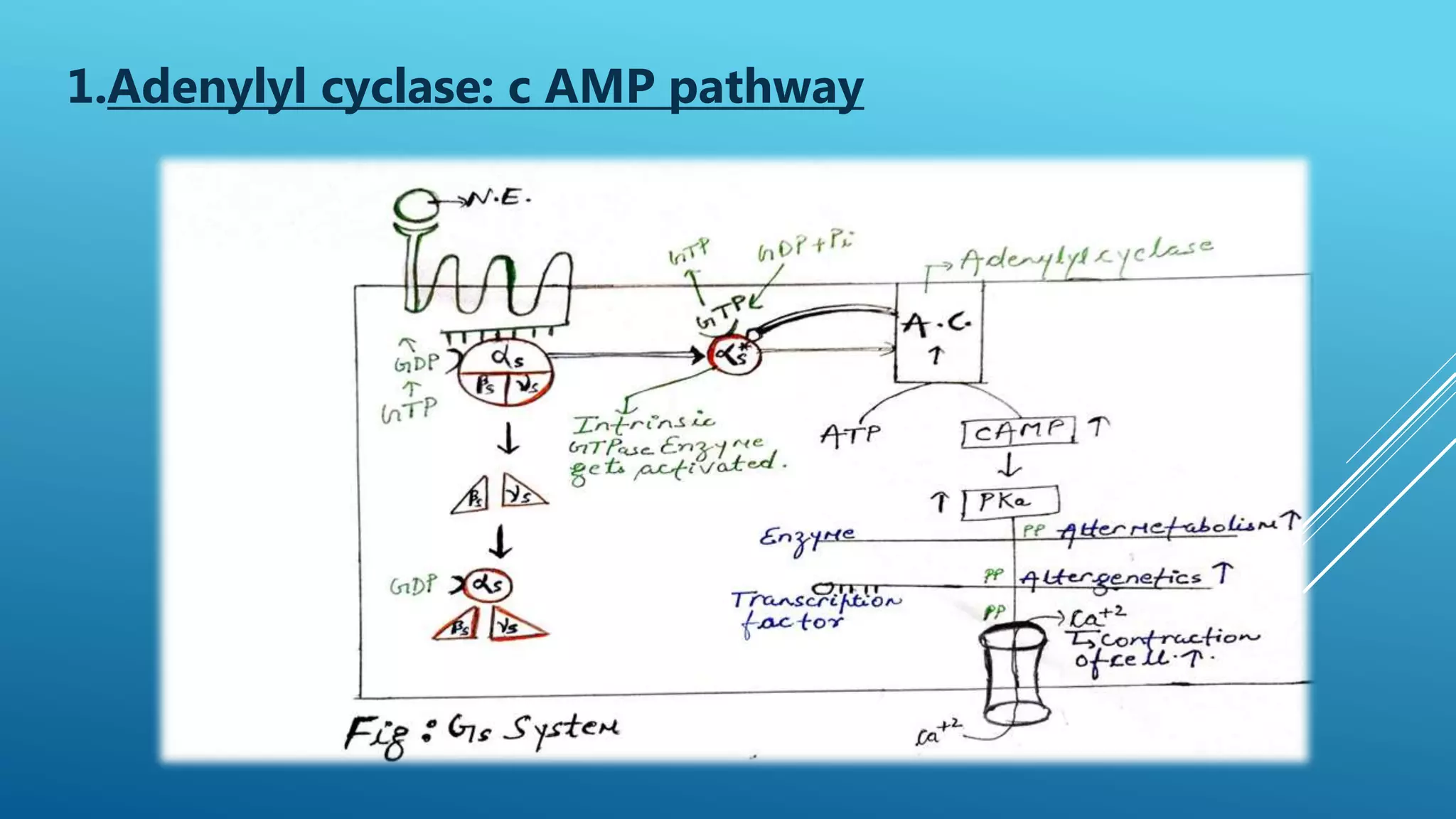 pharmacodynamics with diagram in simple | PPTX
