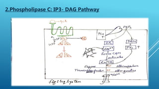 pharmacodynamics with diagram in simple | PPTX