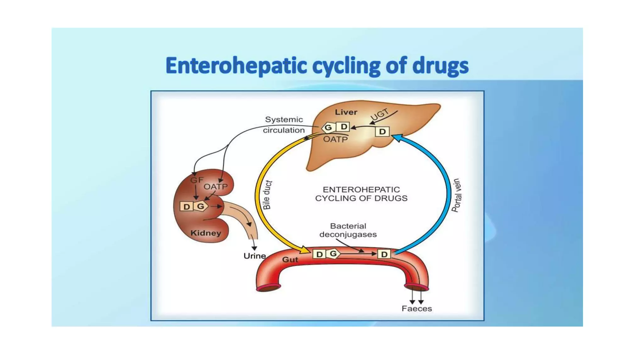 ppt on pharmacokinetics pharmacolocy | PPT