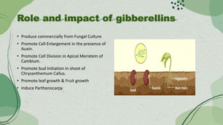 Gibberellins : Unveiling the Power of Gibberellins, Regulators of Plant ...