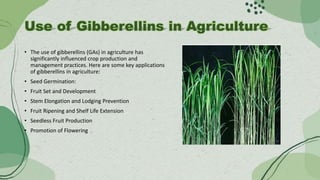 Gibberellins : Unveiling the Power of Gibberellins, Regulators of Plant ...