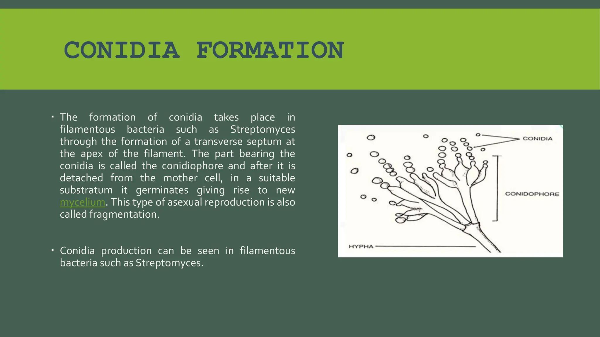 Reproduction in Bacteria : Understanding the Vital Processes of ...