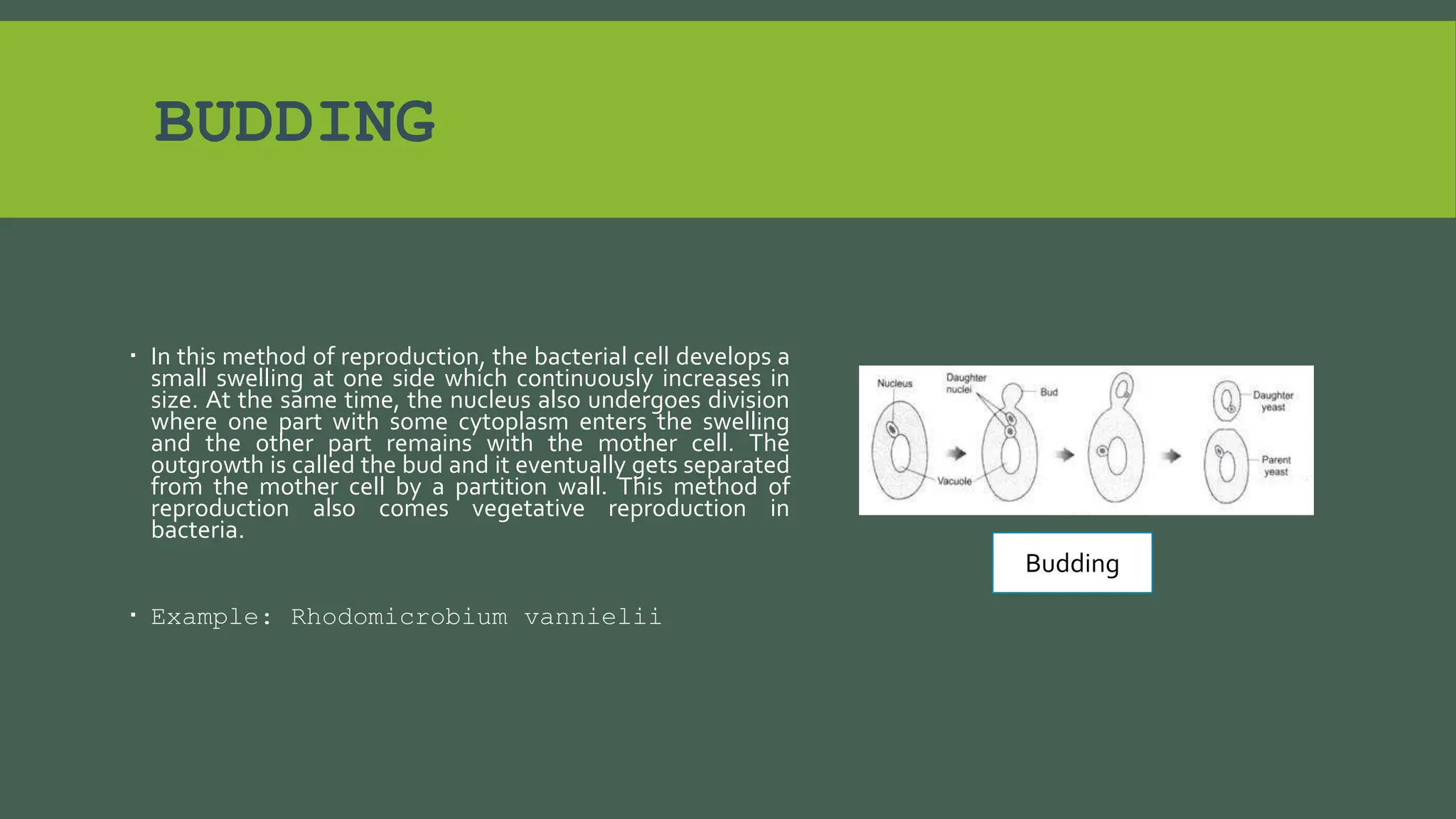 Reproduction in Bacteria : Understanding the Vital Processes of ...