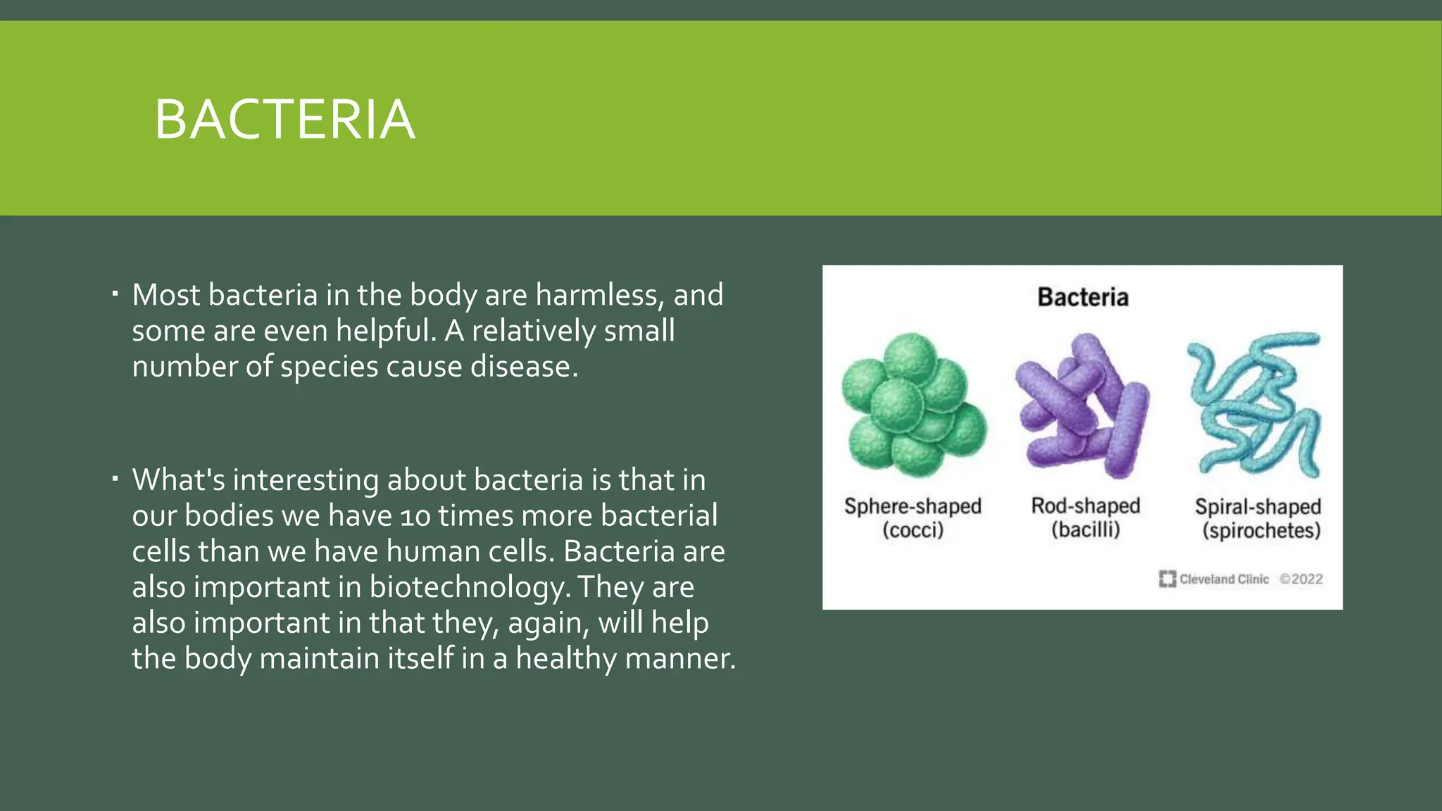 Reproduction in Bacteria : Understanding the Vital Processes of ...