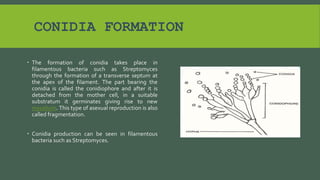 Reproduction in Bacteria : Understanding the Vital Processes of ...