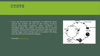 Reproduction in Bacteria : Understanding the Vital Processes of ...