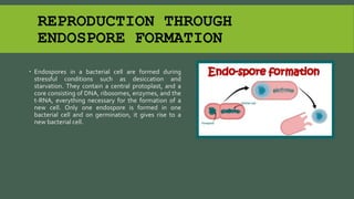 Reproduction in Bacteria : Understanding the Vital Processes of ...