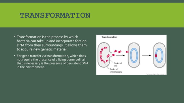 Reproduction in Bacteria : Understanding the Vital Processes of ...