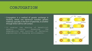 Reproduction in Bacteria : Understanding the Vital Processes of ...