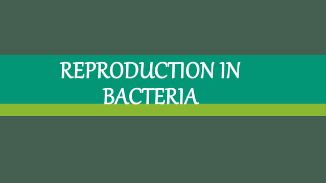 Reproduction in Bacteria : Understanding the Vital Processes of ...