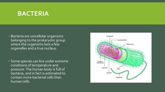 Reproduction in Bacteria : Understanding the Vital Processes of ...