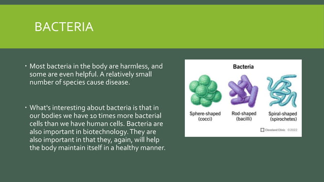 Reproduction in Bacteria : Understanding the Vital Processes of ...