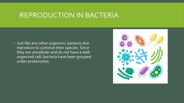 Reproduction in Bacteria : Understanding the Vital Processes of ...
