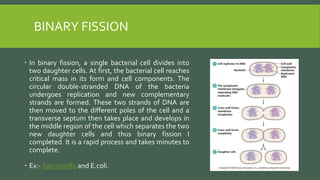 Reproduction in Bacteria : Understanding the Vital Processes of ...
