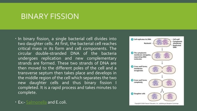 Reproduction in Bacteria : Understanding the Vital Processes of ...