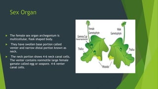 Bryophyta: Exploring the World of Mosses, Liverworts, and Hornworts | PPTX