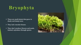 Bryophyta: Exploring the World of Mosses, Liverworts, and Hornworts | PPTX