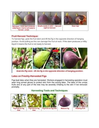Fig Fruits (Ficus carica L) and By – Products Processing | PDF